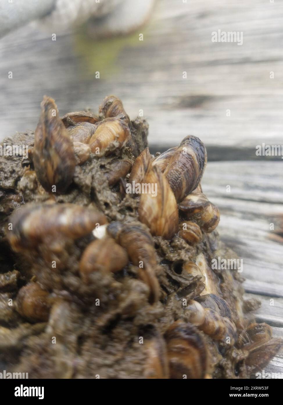 Mytilopsis leucophaeata hi-res stock photography and images - Alamy