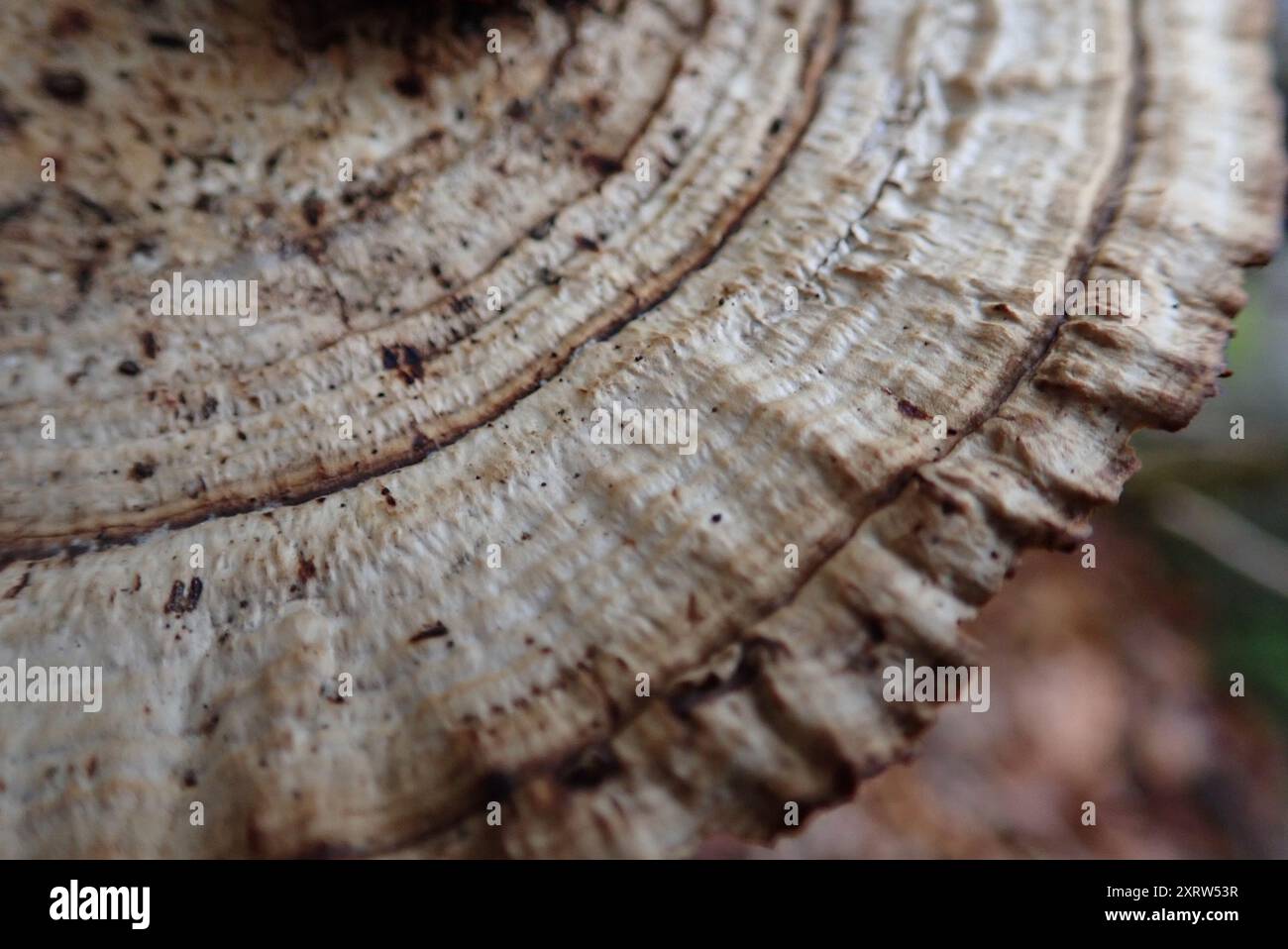 Thin-walled Maze Polypore (Daedaleopsis confragosa) Fungi Stock Photo ...