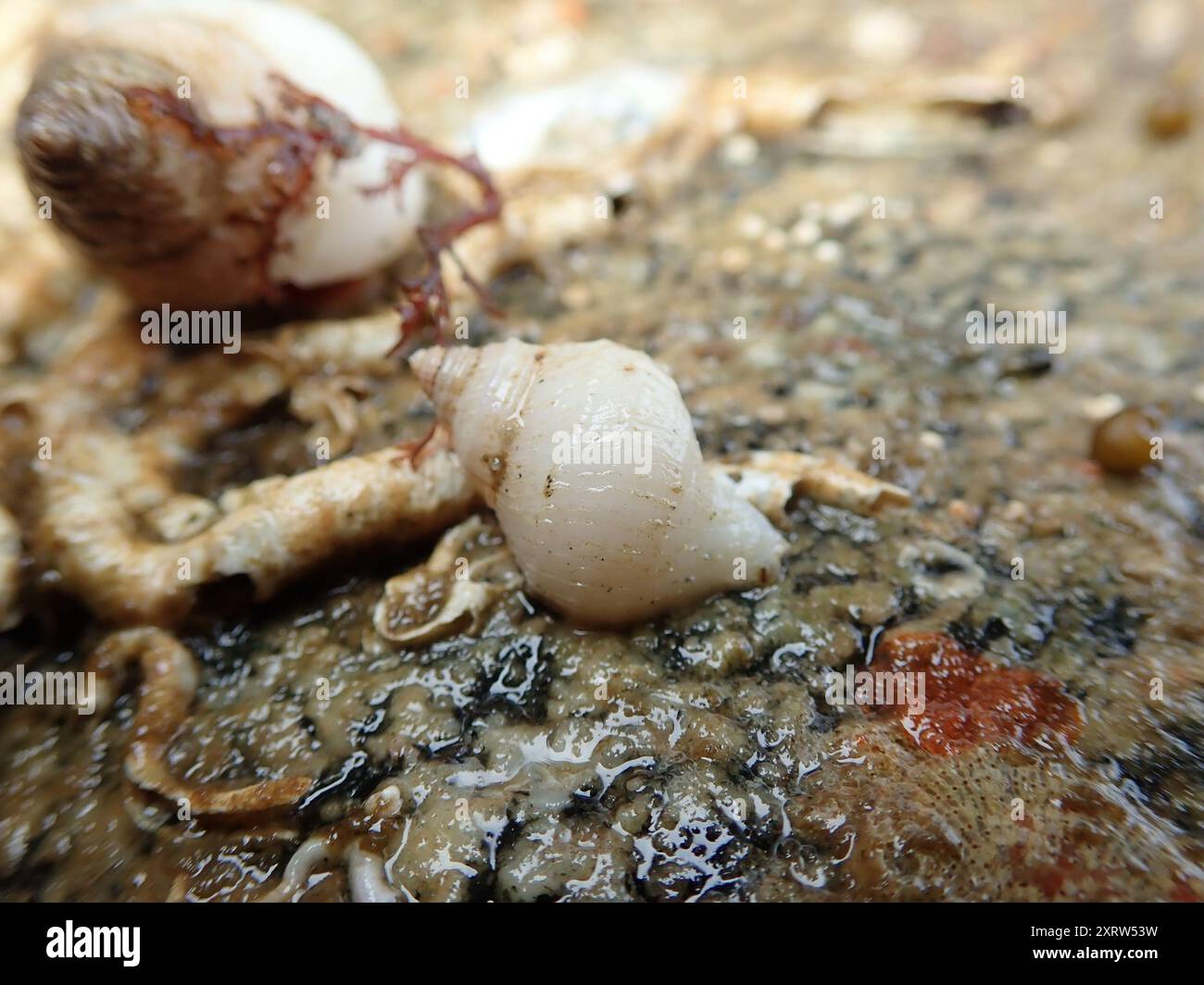 Frilled Dogwinkle (Nucella lamellosa) Mollusca Stock Photo - Alamy