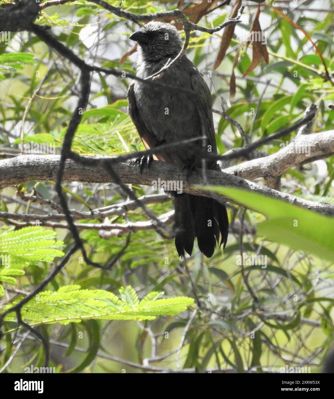 Apostlebird (Struthidea cinerea) Aves Stock Photo - Alamy