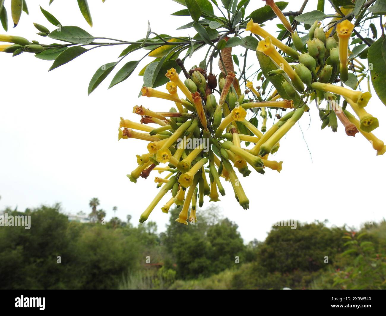 tree tobacco (Nicotiana glauca) Plantae Stock Photo - Alamy
