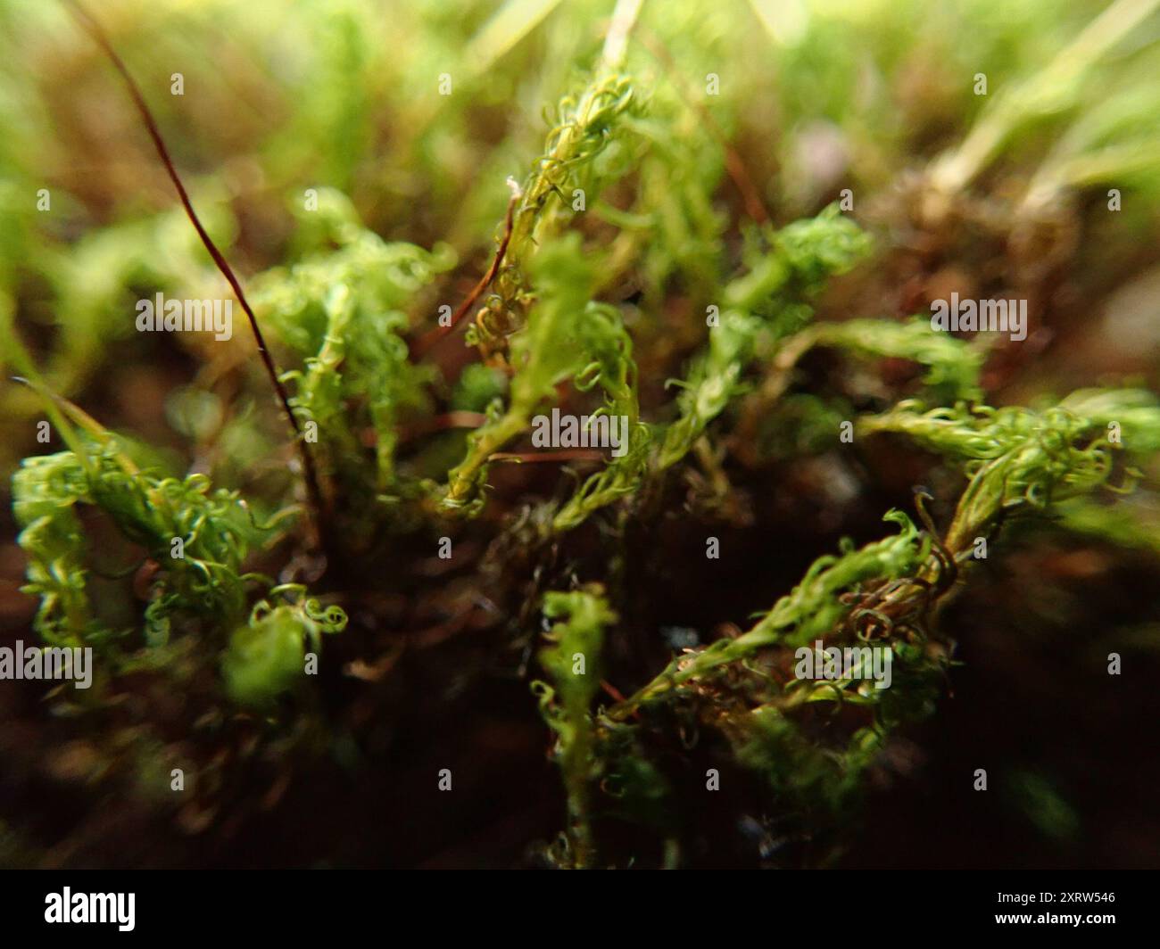 Twisted Moss (Tortella tortuosa) Plantae Stock Photo - Alamy
