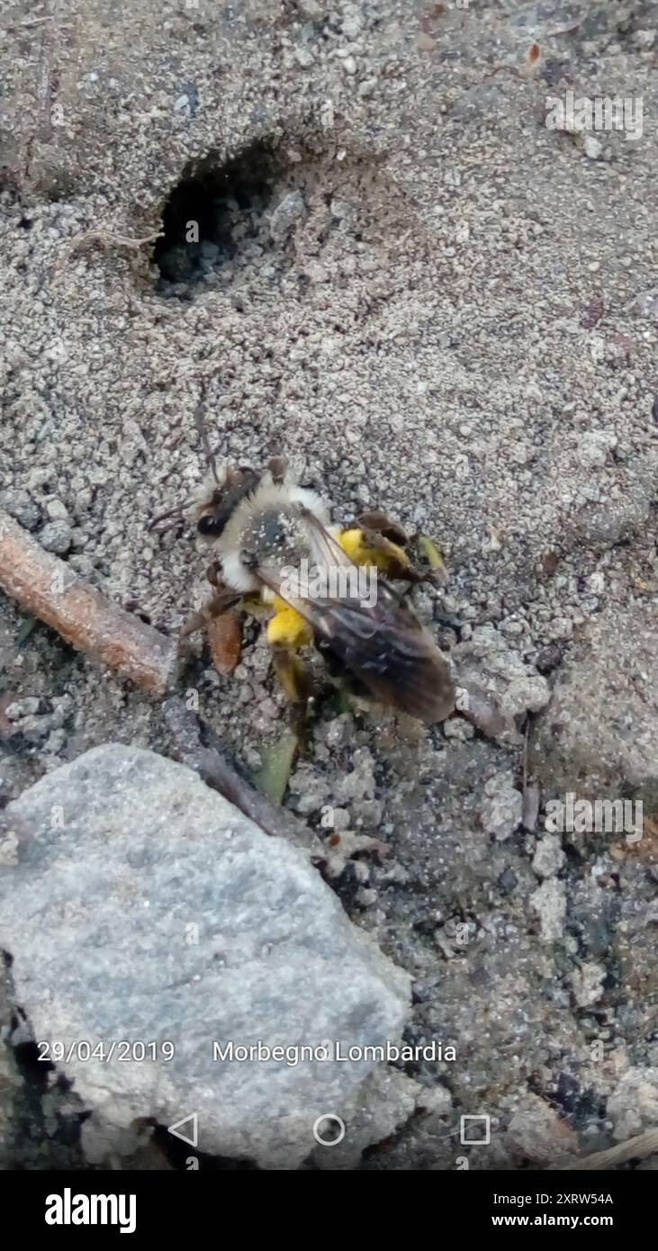 Mining Bees (Andrena) Insecta Stock Photo - Alamy
