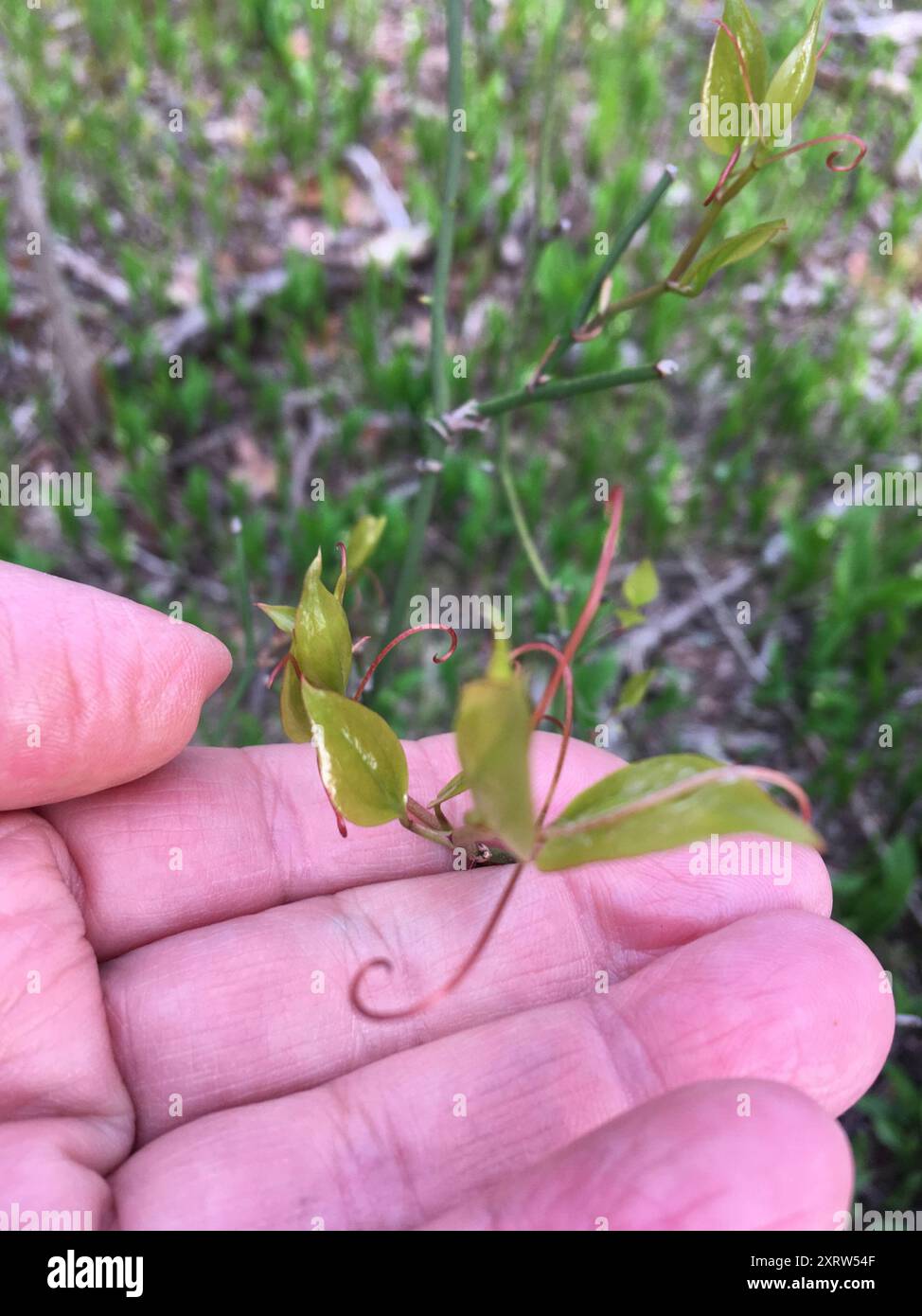 greenbriers (Smilax) Plantae Stock Photo - Alamy