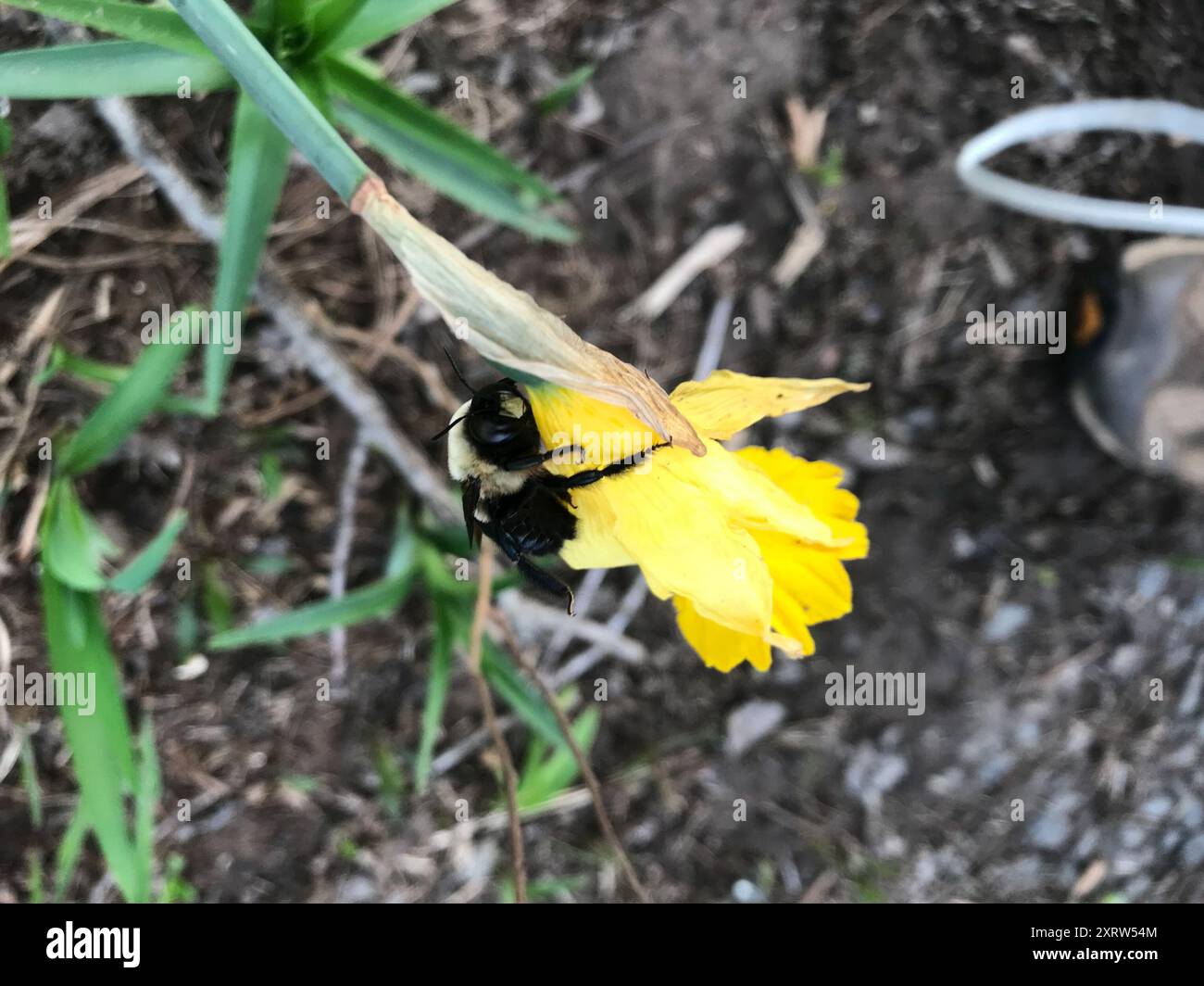 Eastern Carpenter Bee (Xylocopa virginica) Insecta Stock Photo - Alamy