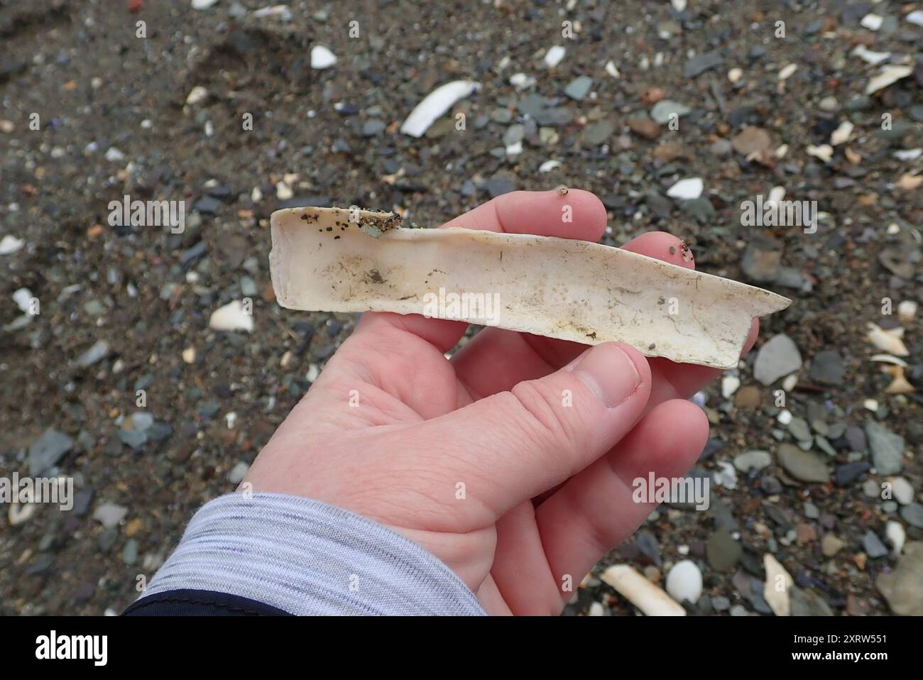 Atlantic Jackknife (Ensis leei) Mollusca Stock Photo - Alamy