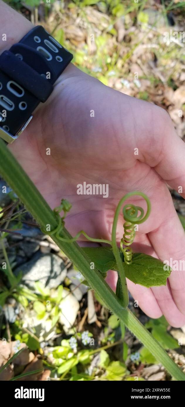 coastal manroot (Marah oregana) Plantae Stock Photo - Alamy