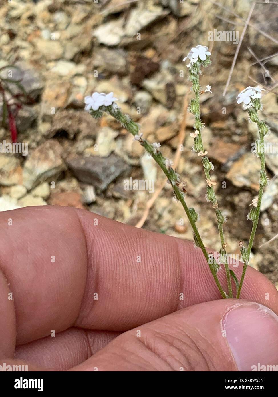 flaccid cryptantha (Cryptantha flaccida) Plantae Stock Photo - Alamy