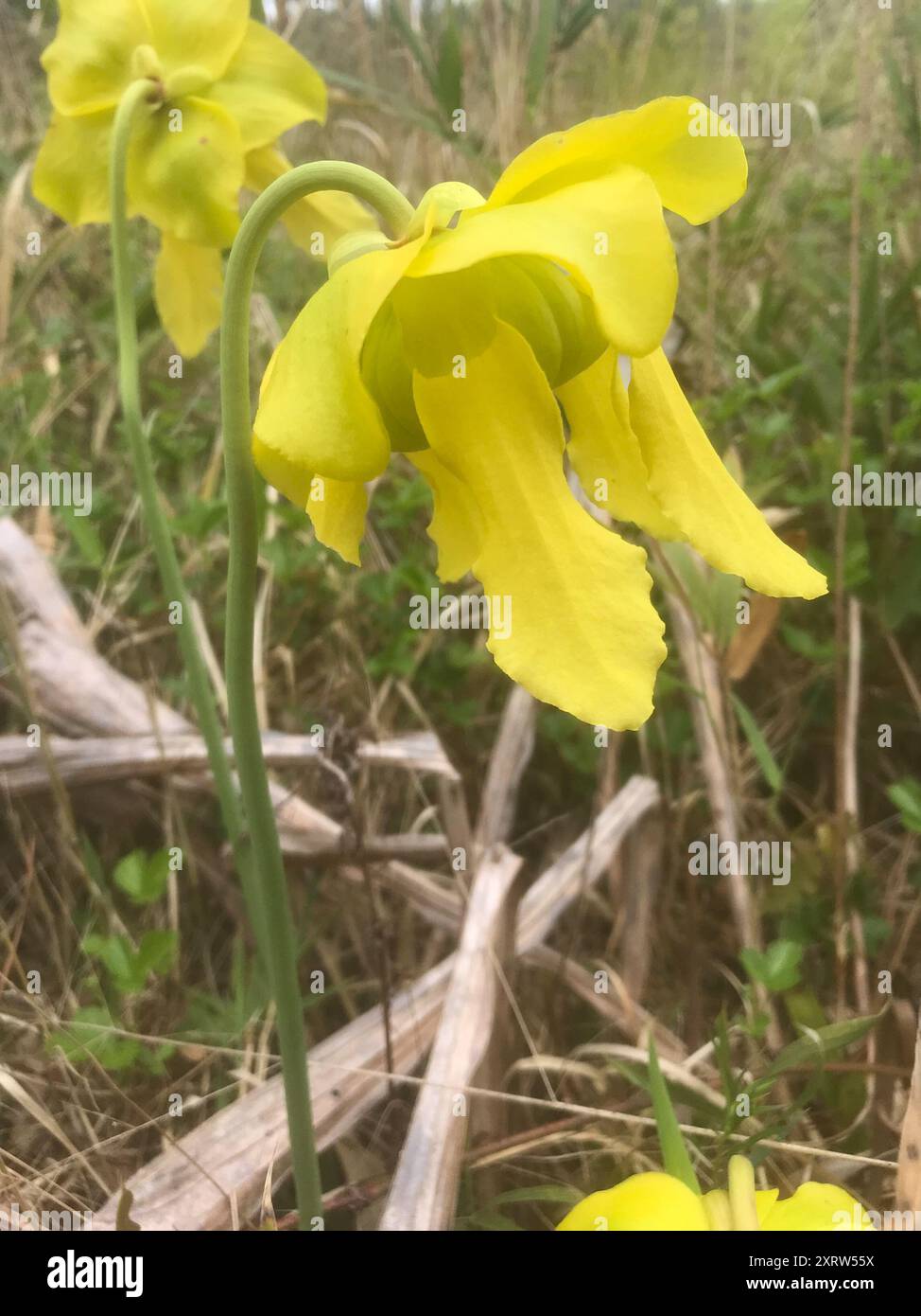 yellow pitcher plant (Sarracenia flava) Plantae Stock Photo - Alamy
