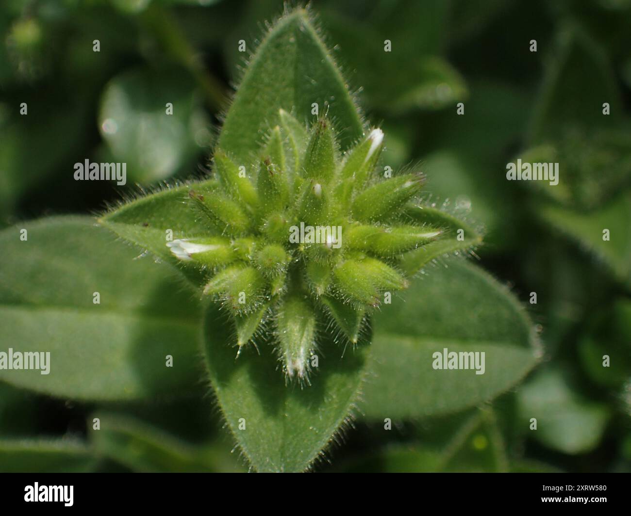 Sticky mouse-ear chickweed (Cerastium glomeratum) Plantae Stock Photo ...
