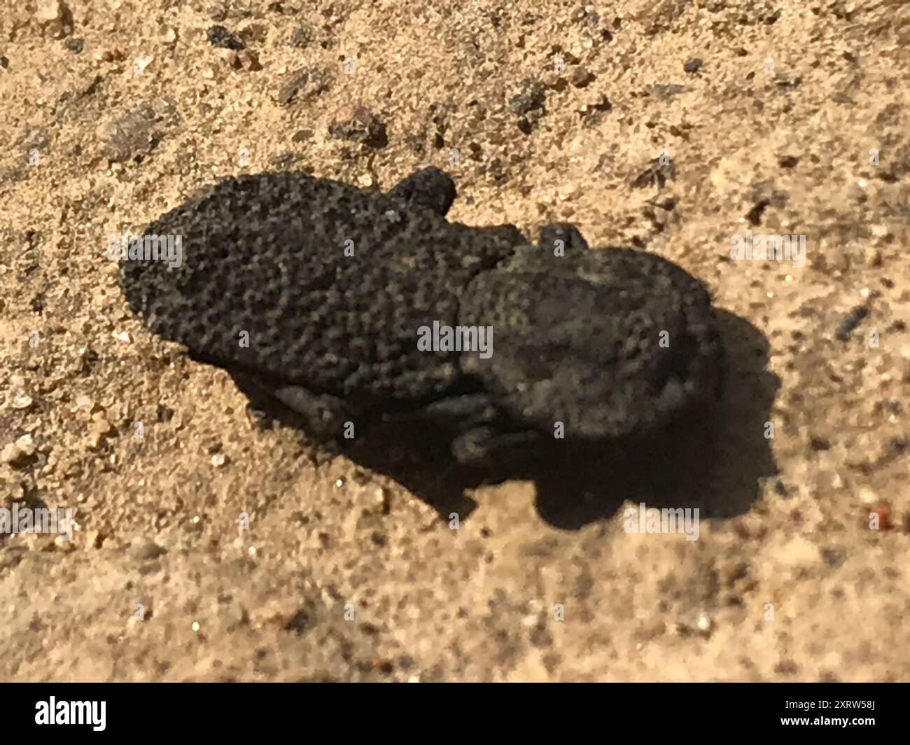 Diabolical Ironclad Beetle (Phloeodes diabolicus) Insecta Stock Photo ...
