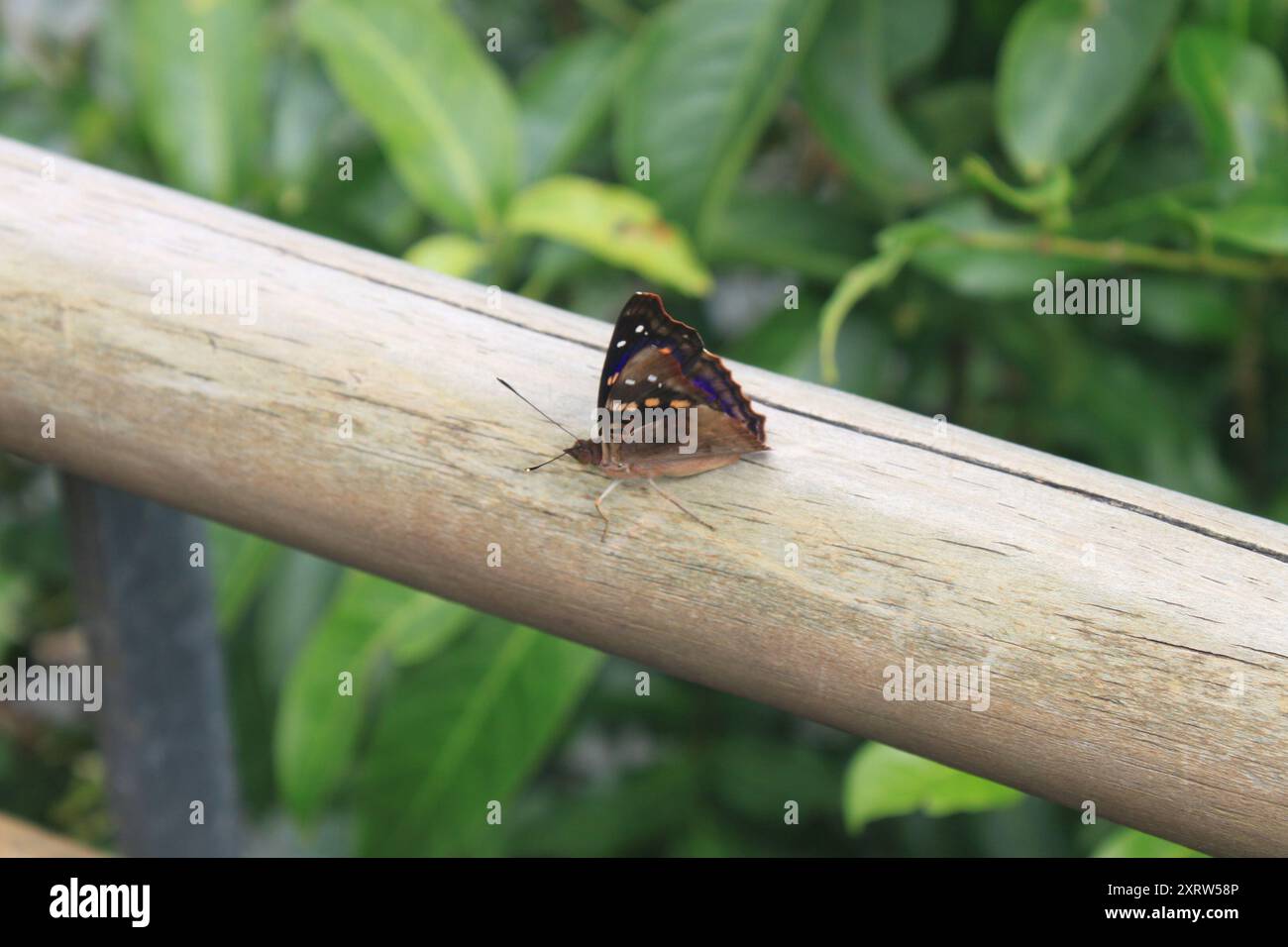 Agathina emperor hi-res stock photography and images - Alamy