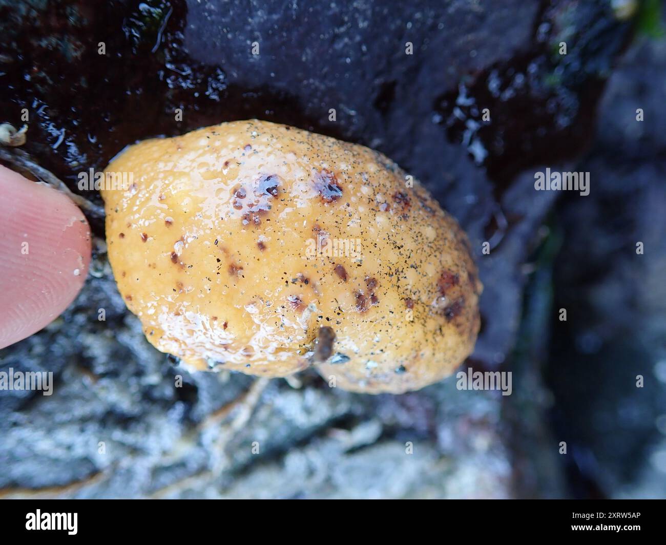 Monterey Dorid (Doris montereyensis) Mollusca Stock Photo - Alamy
