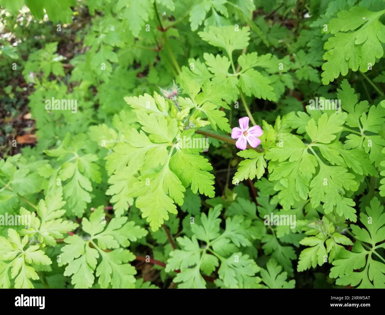Herb Robert (Geranium robertianum) Plantae Stock Photo - Alamy