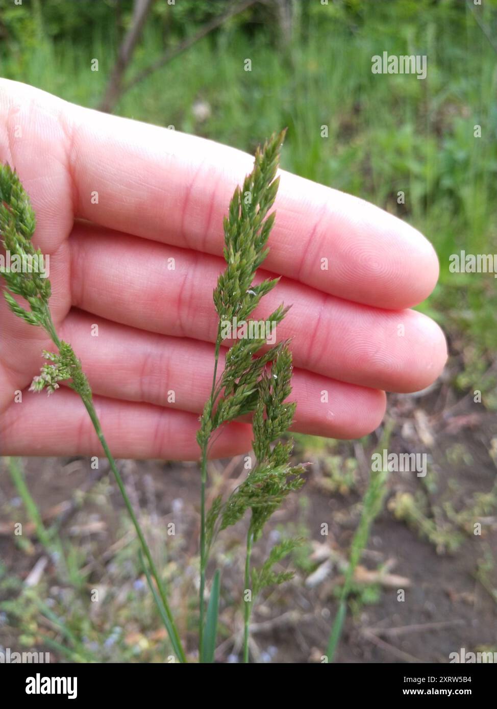 grasses (Poaceae) Plantae Stock Photo - Alamy