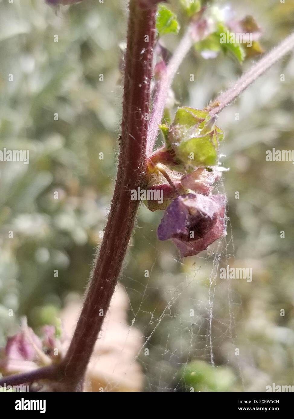 cheeseweed mallow (Malva parviflora) Plantae Stock Photo - Alamy