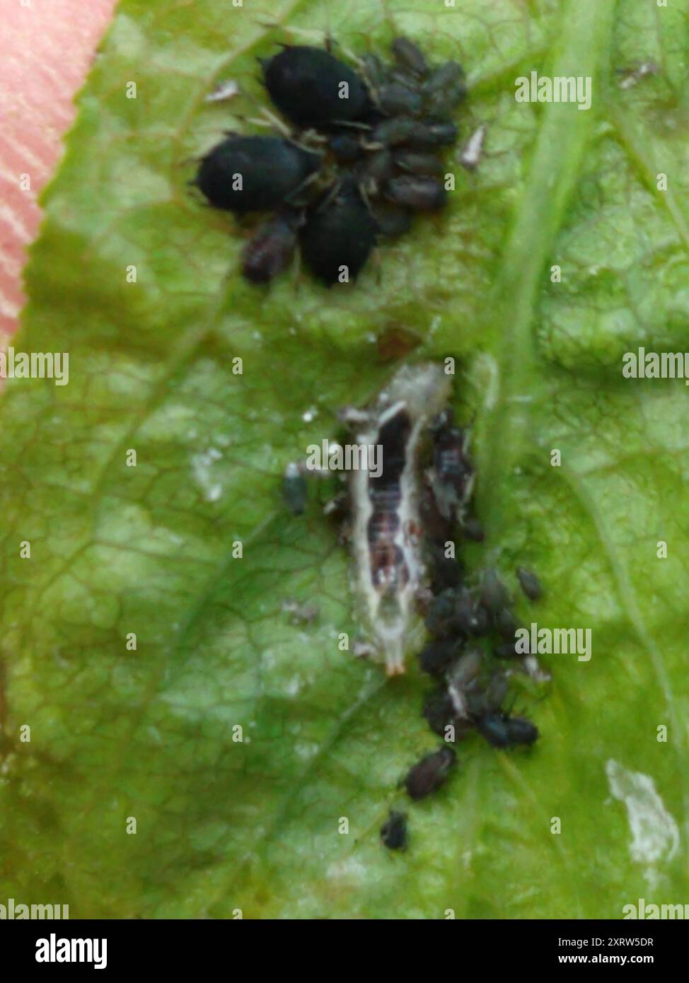 Hover Flies (Syrphidae) Insecta Stock Photo - Alamy