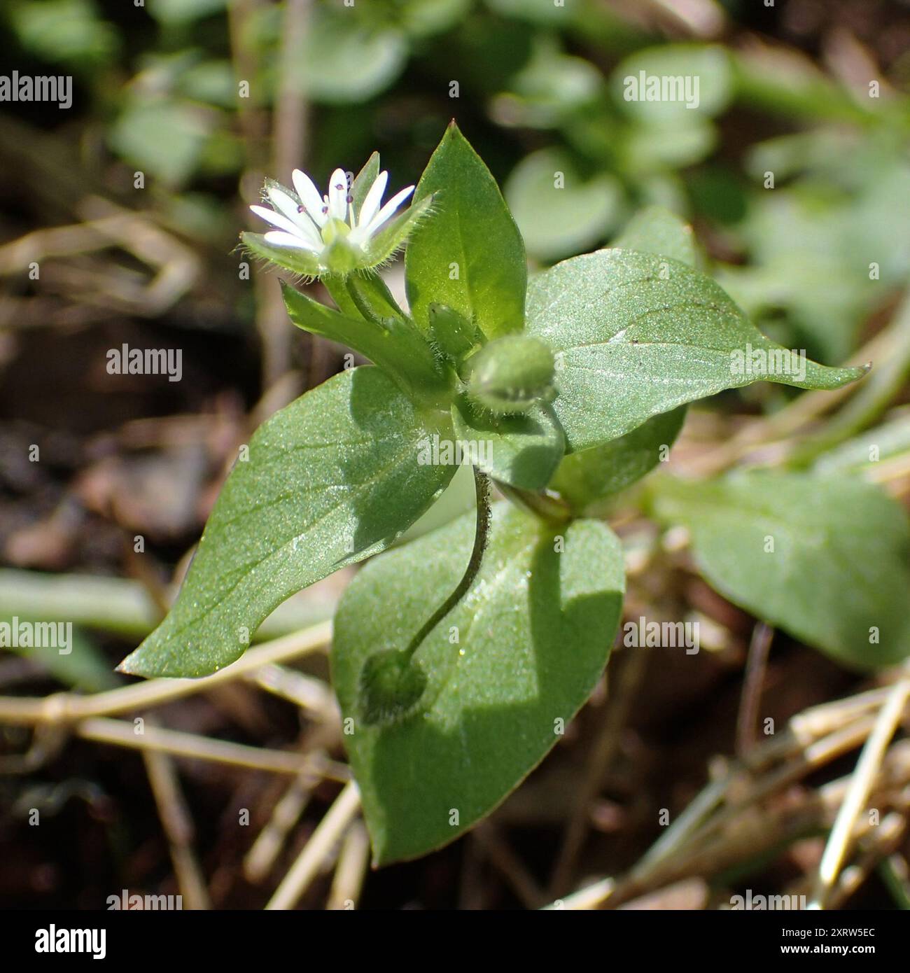 common chickweed (Stellaria media) Plantae Stock Photo - Alamy