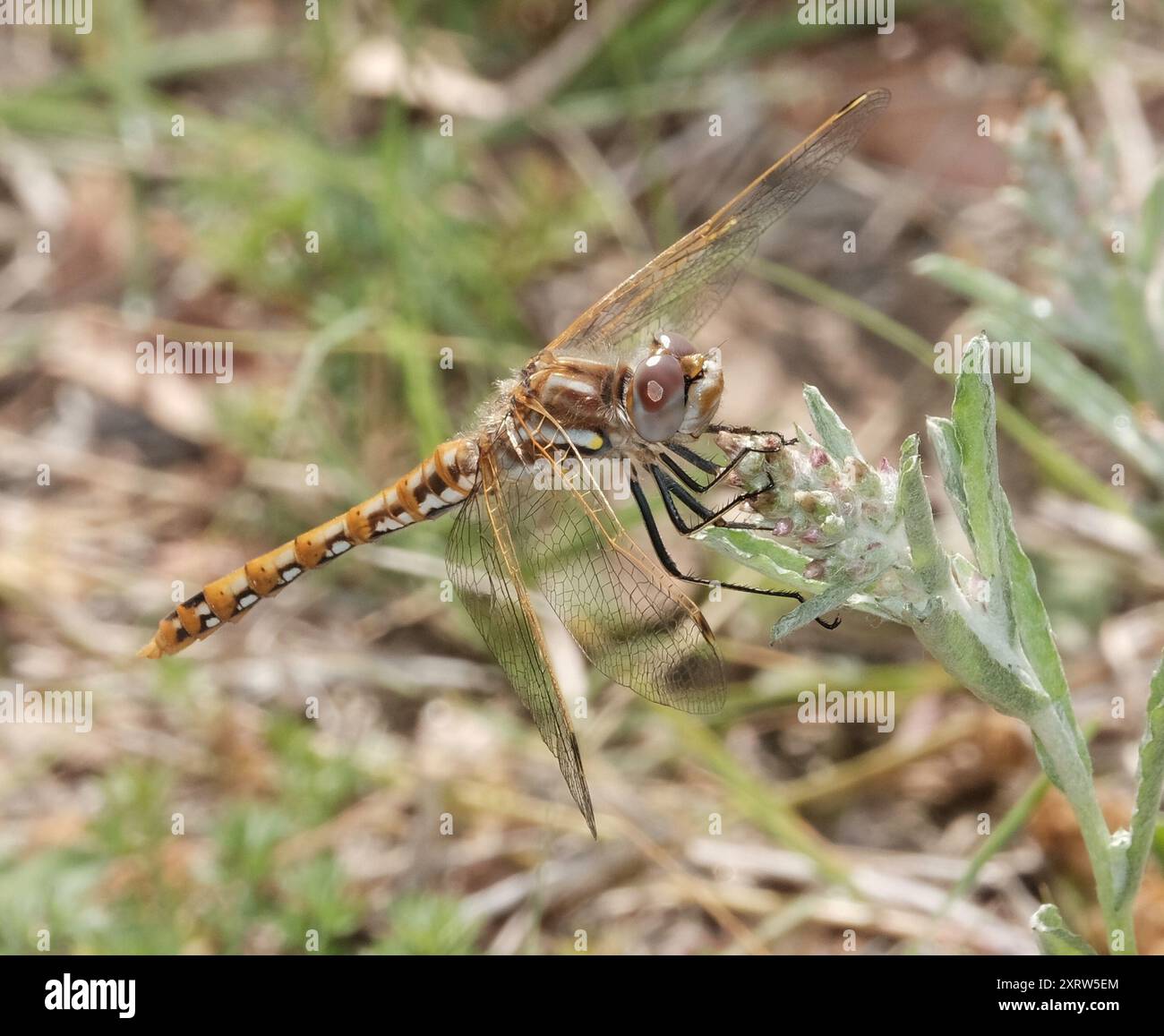 Variegated Meadowhawk (Sympetrum corruptum) Insecta Stock Photo - Alamy