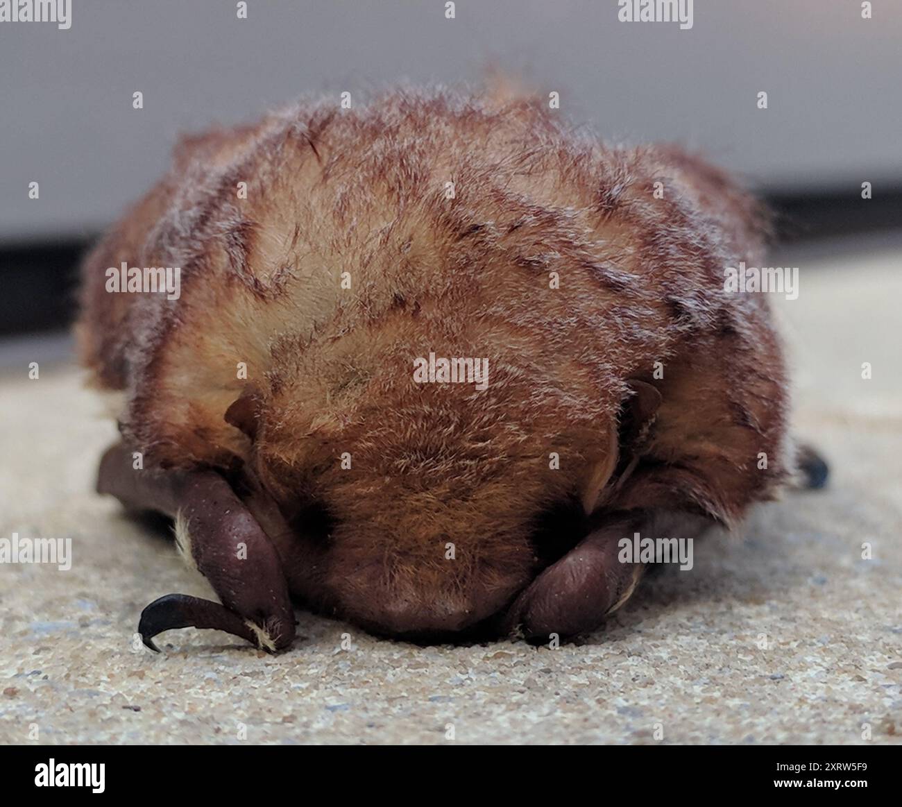 Eastern Red Bat (Lasiurus borealis) Mammalia Stock Photo - Alamy