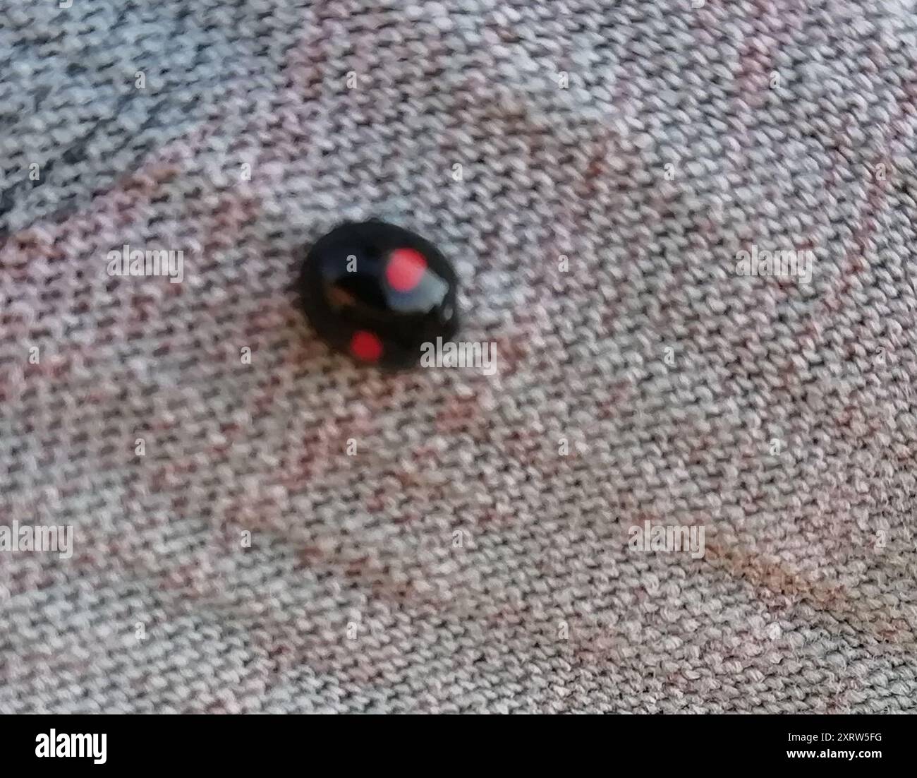 Kidney-spot Ladybird (Chilocorus renipustulatus) Insecta Stock Photo ...