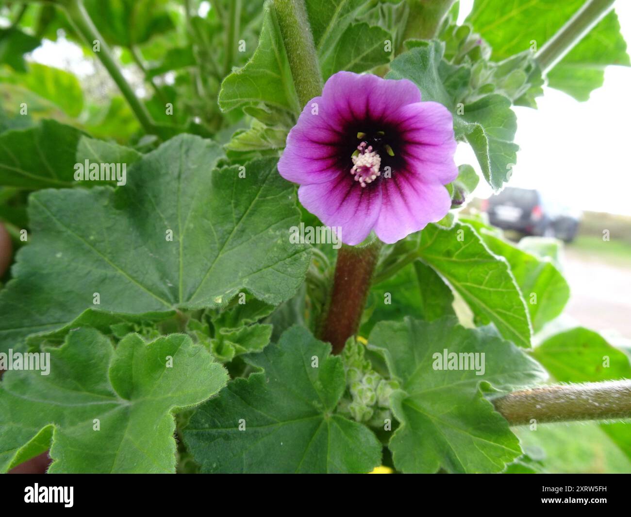 Tree Mallow (Malva arborea) Plantae Stock Photo - Alamy