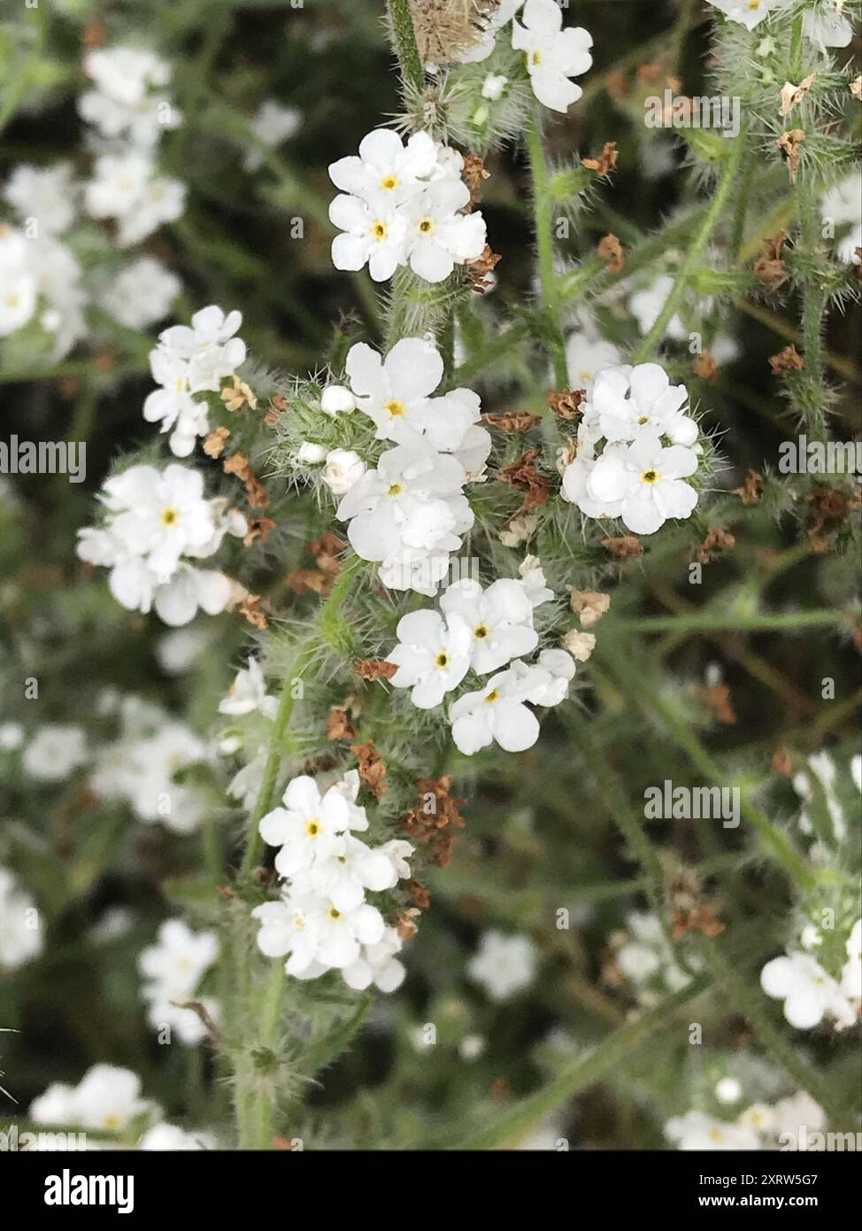 Clearwater cryptantha (Cryptantha intermedia) Plantae Stock Photo - Alamy
