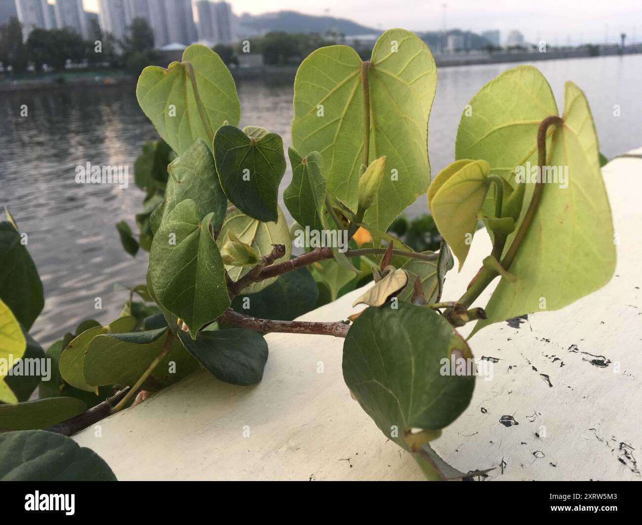 sea hibiscus (Hibiscus tiliaceus) Plantae Stock Photo - Alamy