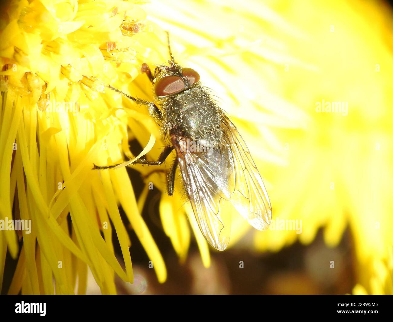 Cluster Flies (Pollenia) Insecta Stock Photo - Alamy
