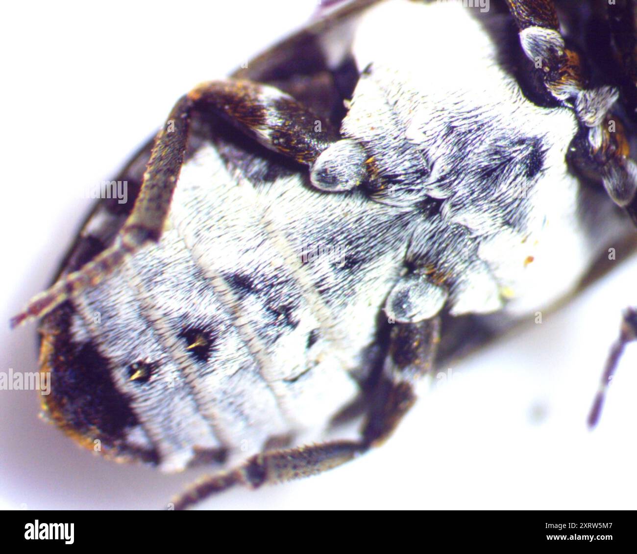 Tallow and hide hi-res stock photography and images - Alamy