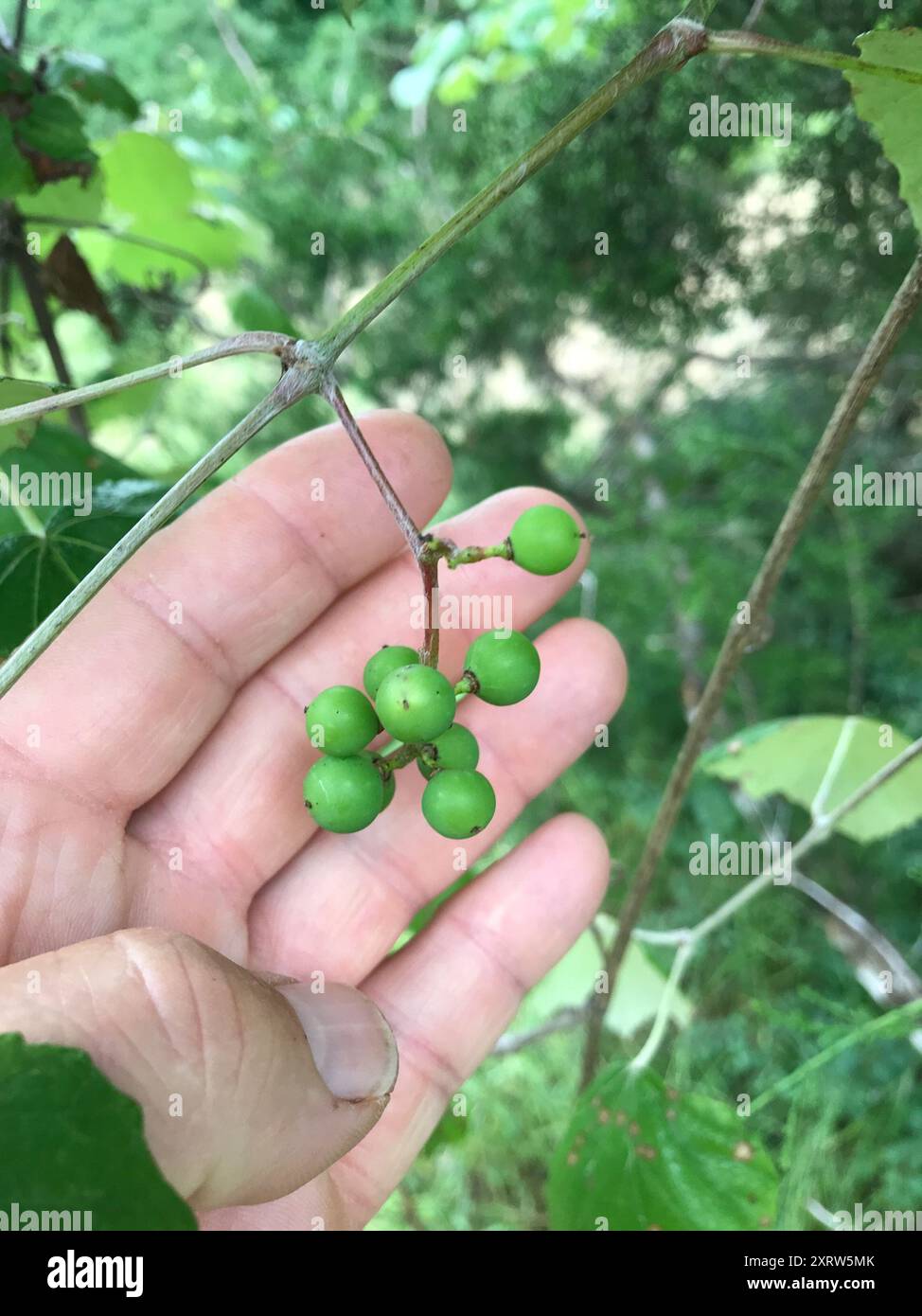 mustang grape (Vitis mustangensis) Plantae Stock Photo - Alamy