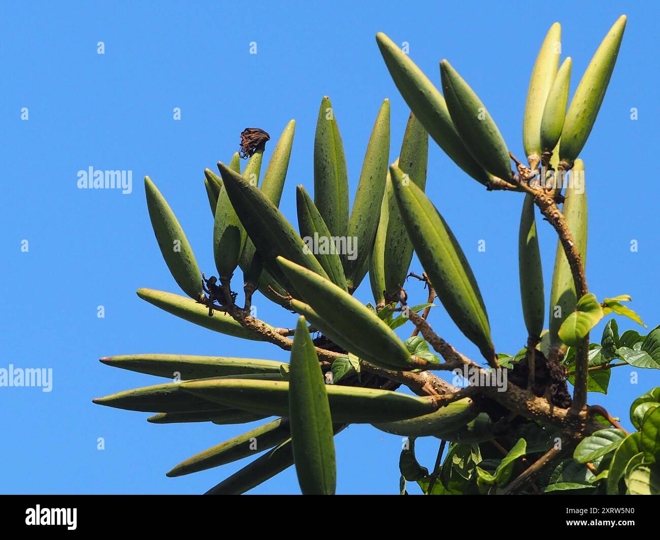 African tulip tree (Spathodea campanulata) Plantae Stock Photo - Alamy