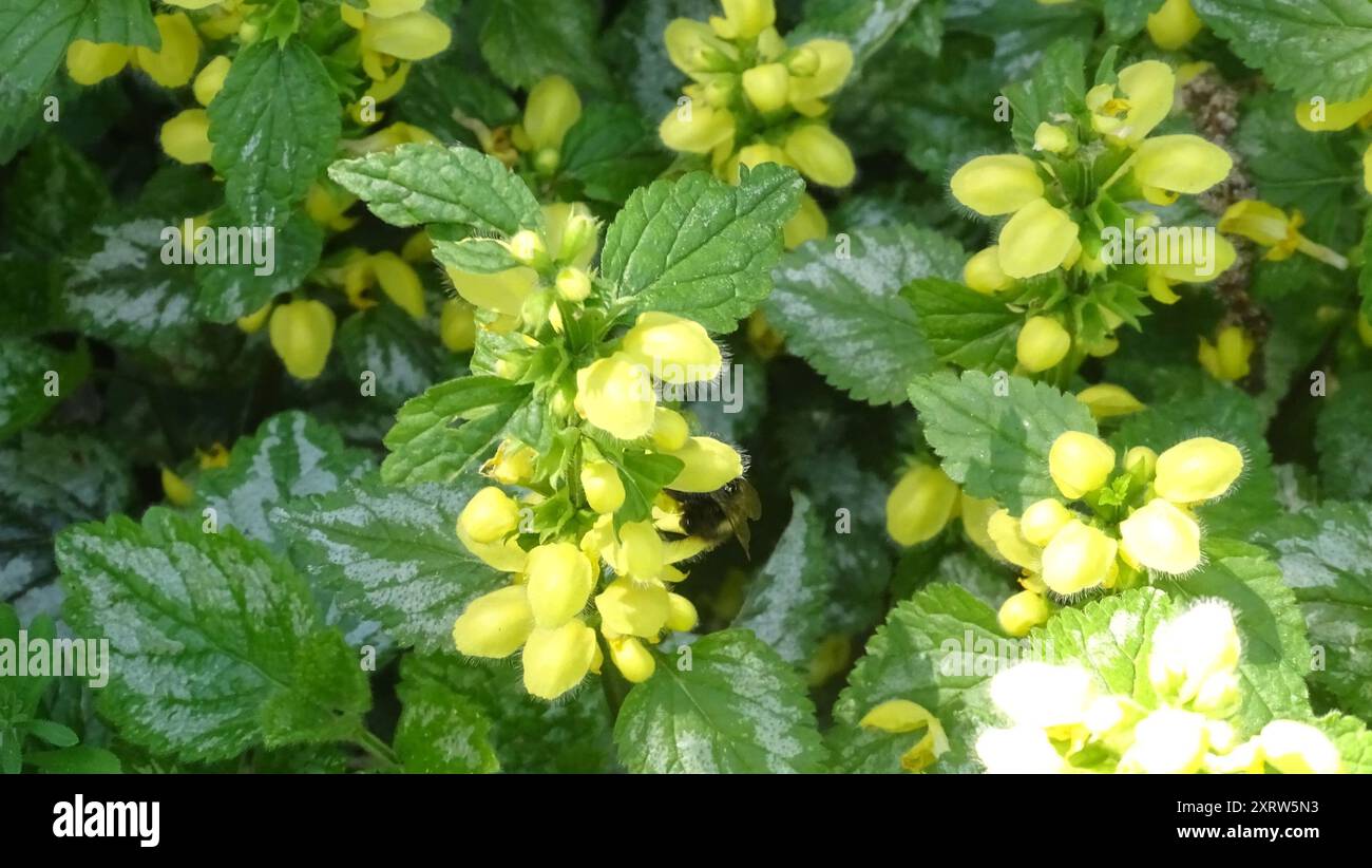 yellow archangel (Lamium galeobdolon) Plantae Stock Photo - Alamy