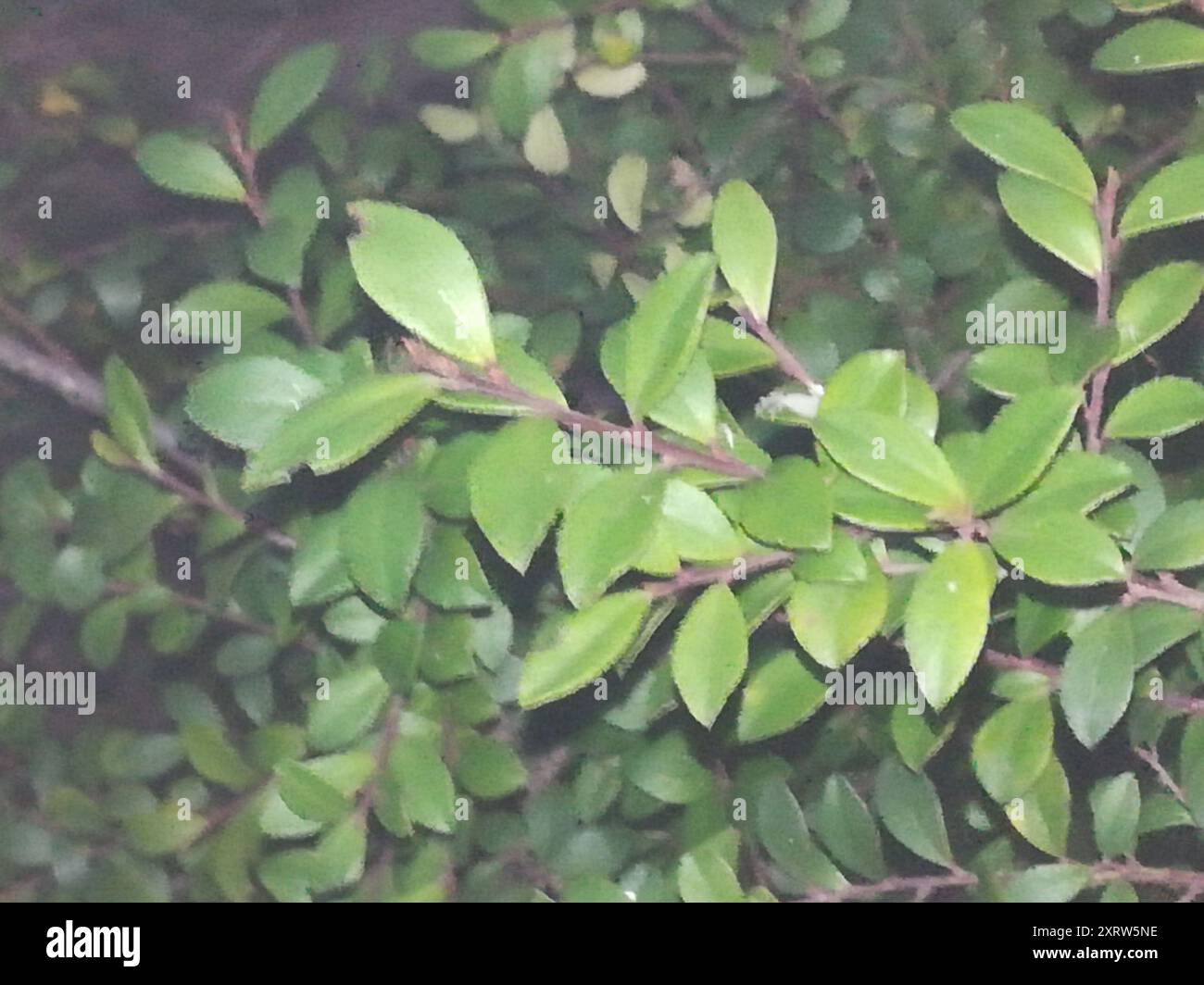 African Boxwood (Myrsine africana) Plantae Stock Photo - Alamy
