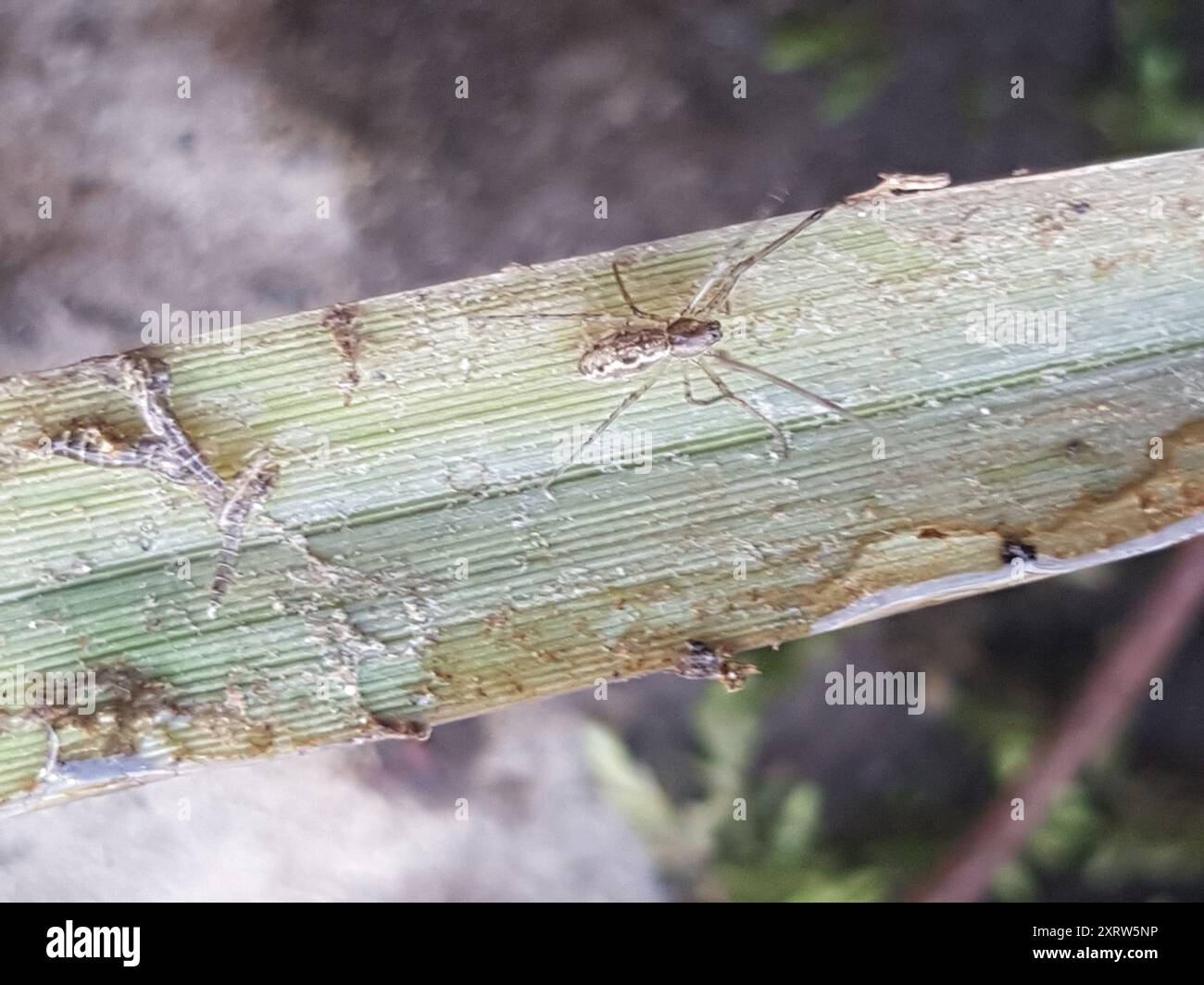 Stretch Spiders (Tetragnatha) Arachnida Stock Photo - Alamy