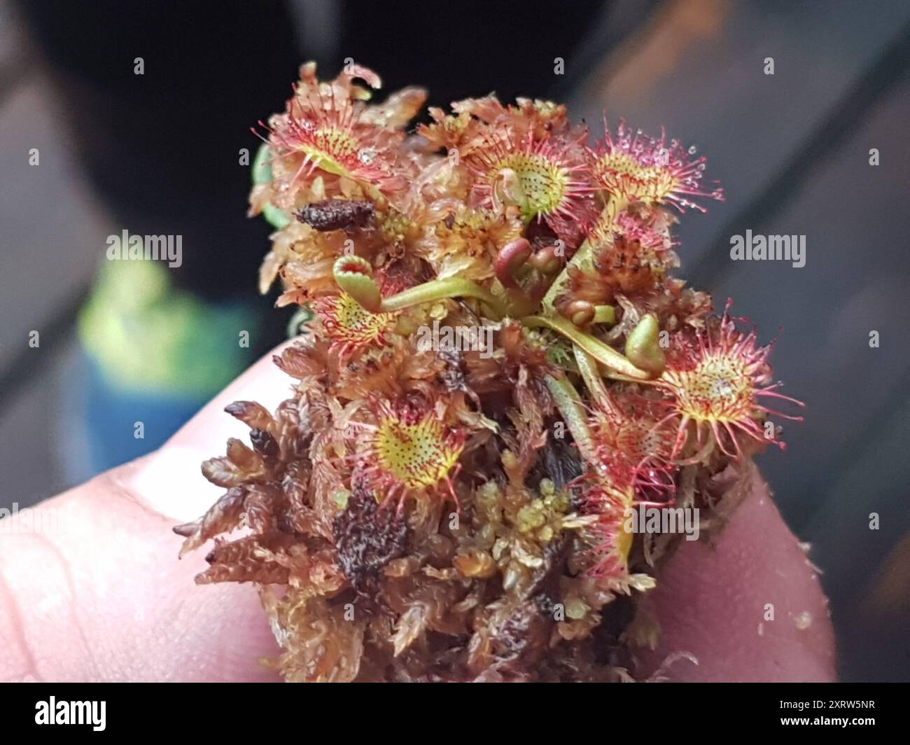 round-leaved sundew (Drosera rotundifolia) Plantae Stock Photo - Alamy