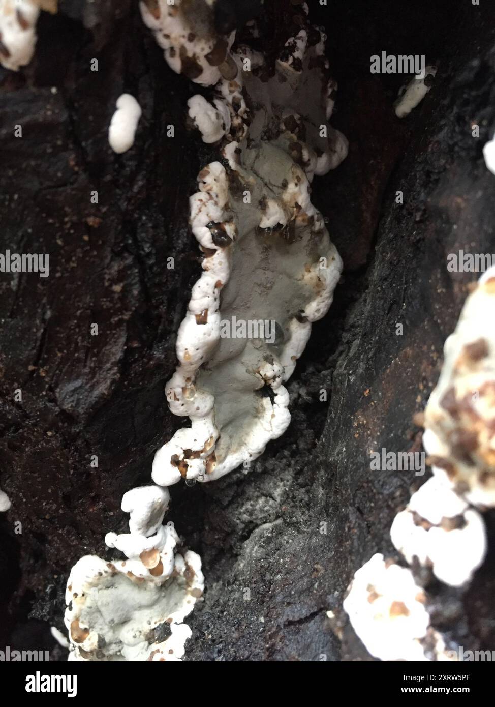 Brittle Cinder (Kretzschmaria deusta) Fungi Stock Photo - Alamy