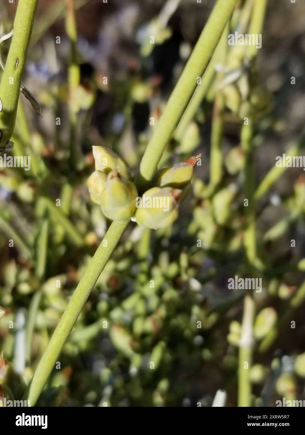 rough jointfir (Ephedra aspera) Plantae Stock Photo - Alamy