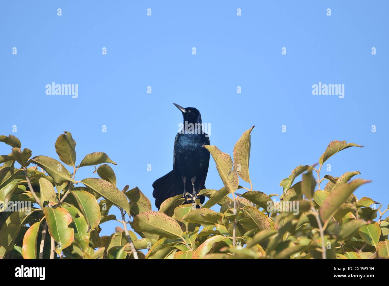 Boat-tailed Grackle (Quiscalus major) Aves Stock Photo - Alamy