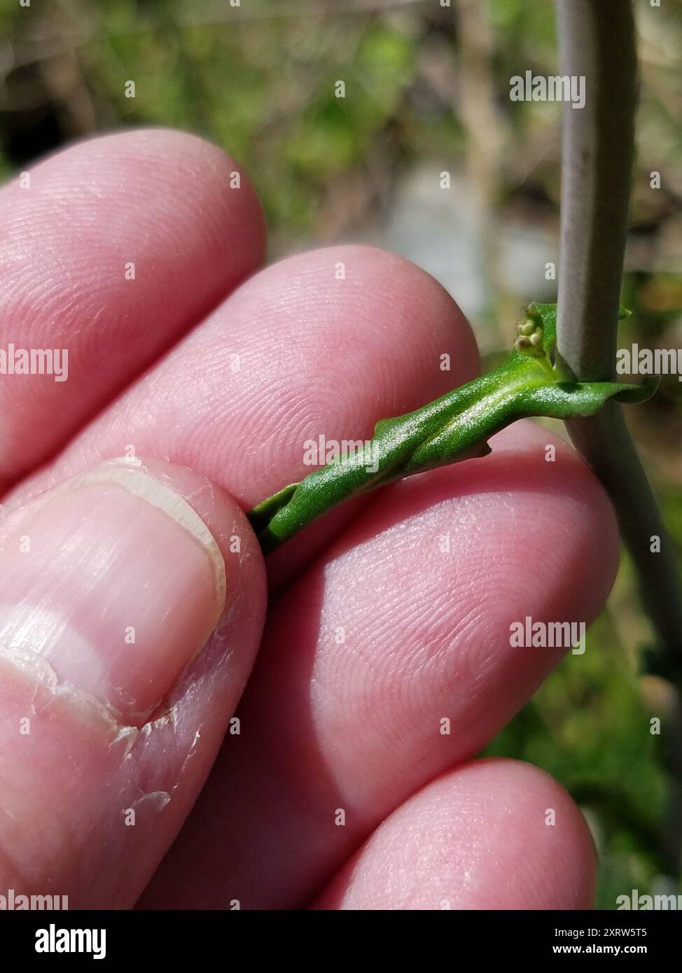 garlic penny-cress (Mummenhoffia alliacea) Plantae Stock Photo - Alamy
