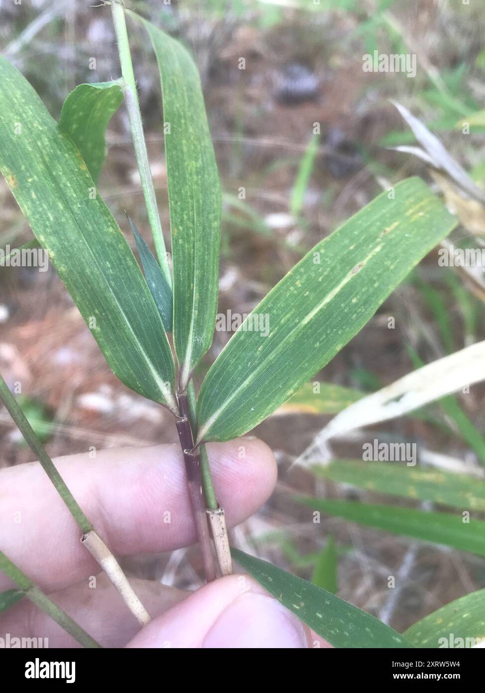 switch cane (Arundinaria tecta) Plantae Stock Photo - Alamy