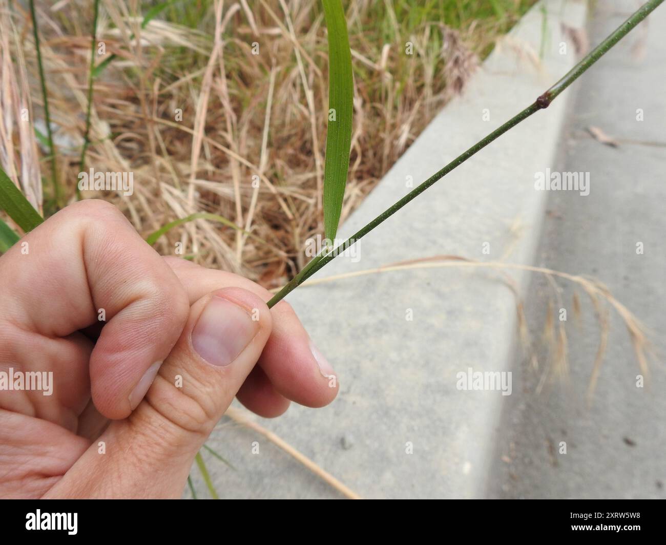 Smilo Grass (Oloptum miliaceum) Plantae Stock Photo - Alamy