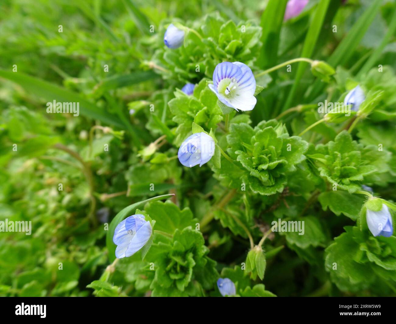 bird's-eye speedwell (Veronica persica) Plantae Stock Photo - Alamy