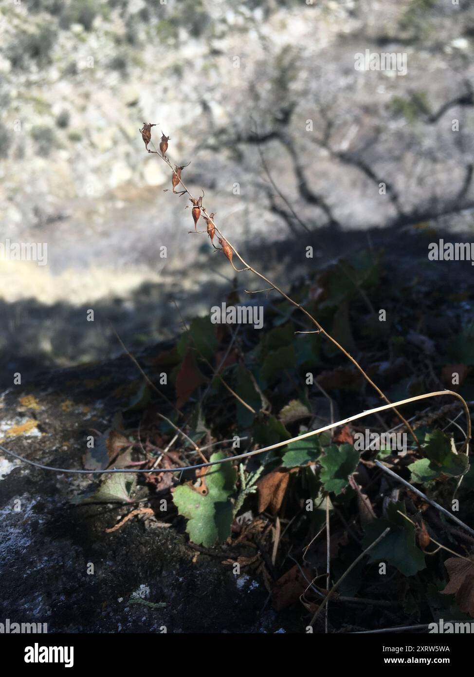 pink alumroot (Heuchera rubescens) Plantae Stock Photo - Alamy