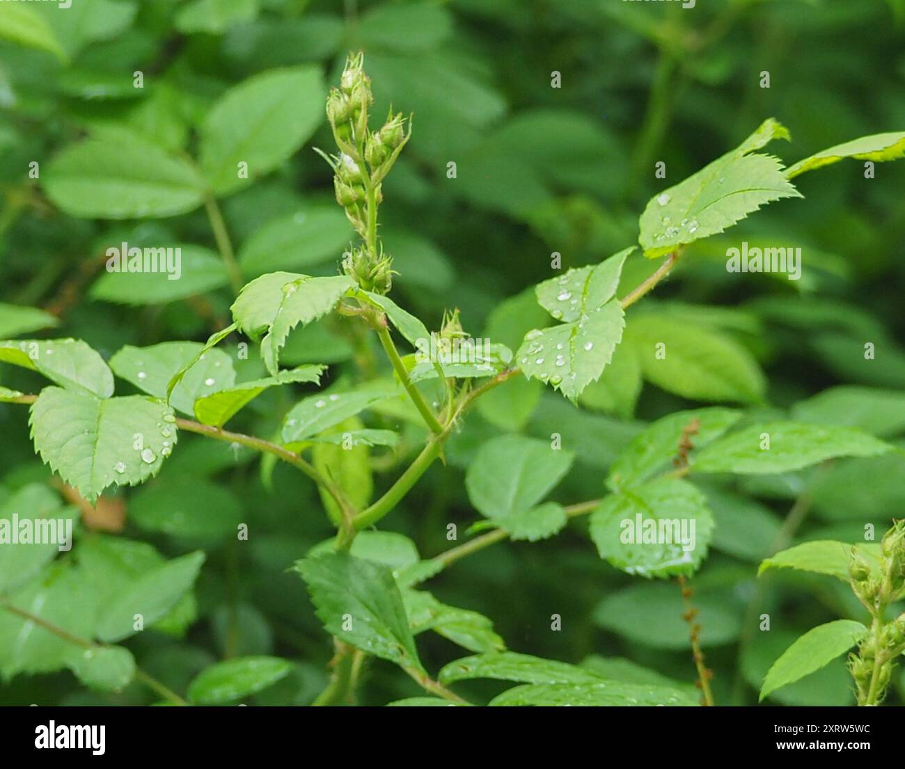 multiflora rose (Rosa multiflora) Plantae Stock Photo - Alamy