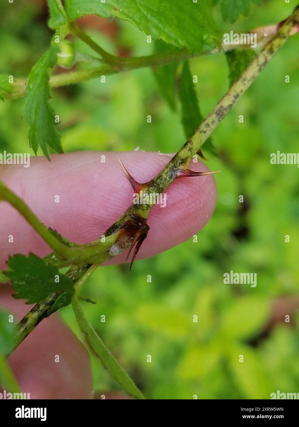 Common Dewberry (Rubus flagellaris) Plantae Stock Photo - Alamy