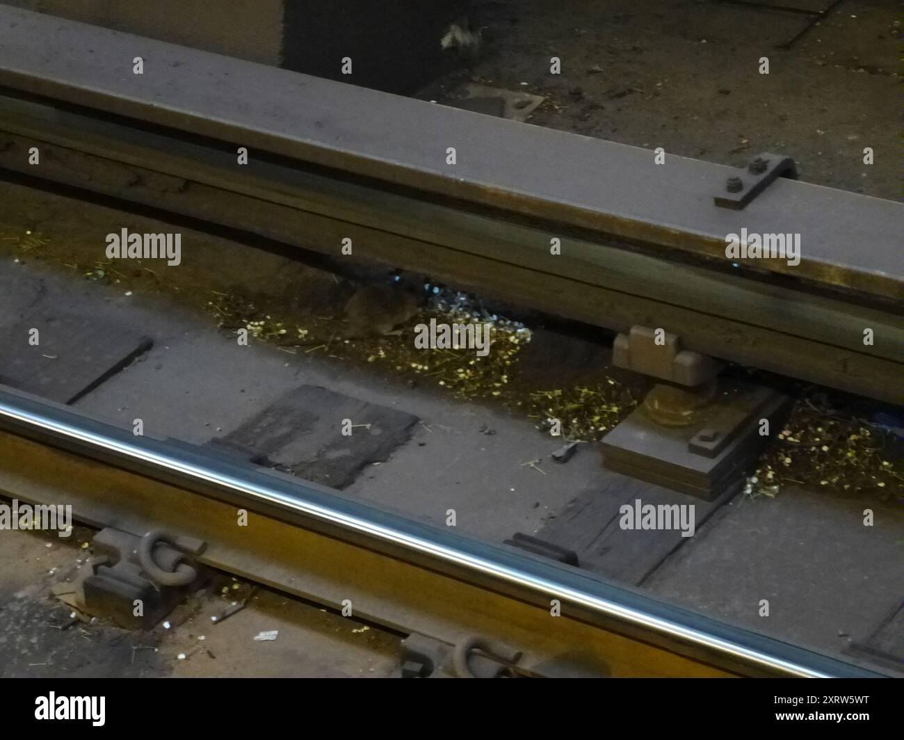 Brown Rat (Rattus norvegicus) Mammalia Stock Photo - Alamy