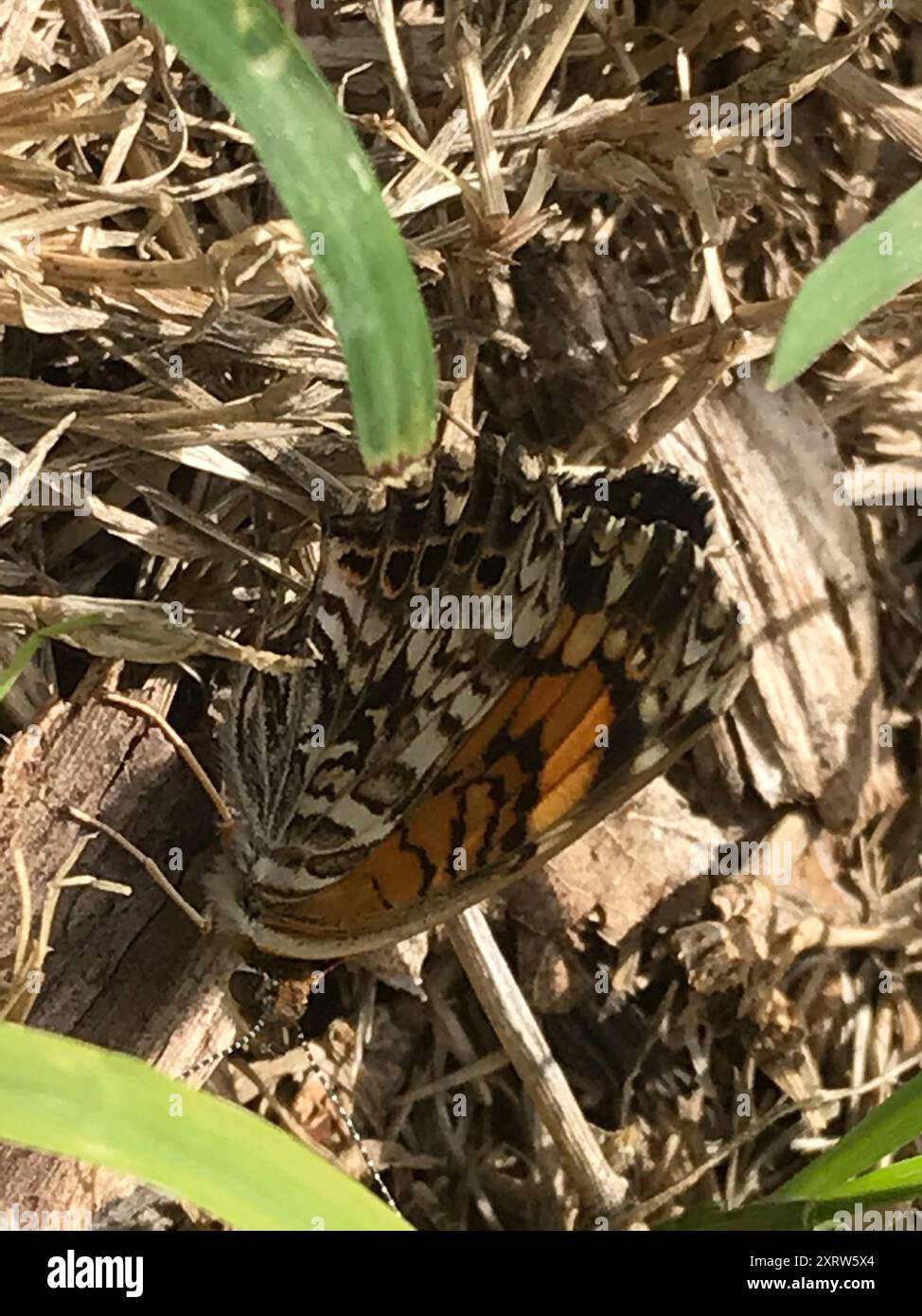 Gorgone Checkerspot (Chlosyne gorgone) Insecta Stock Photo - Alamy