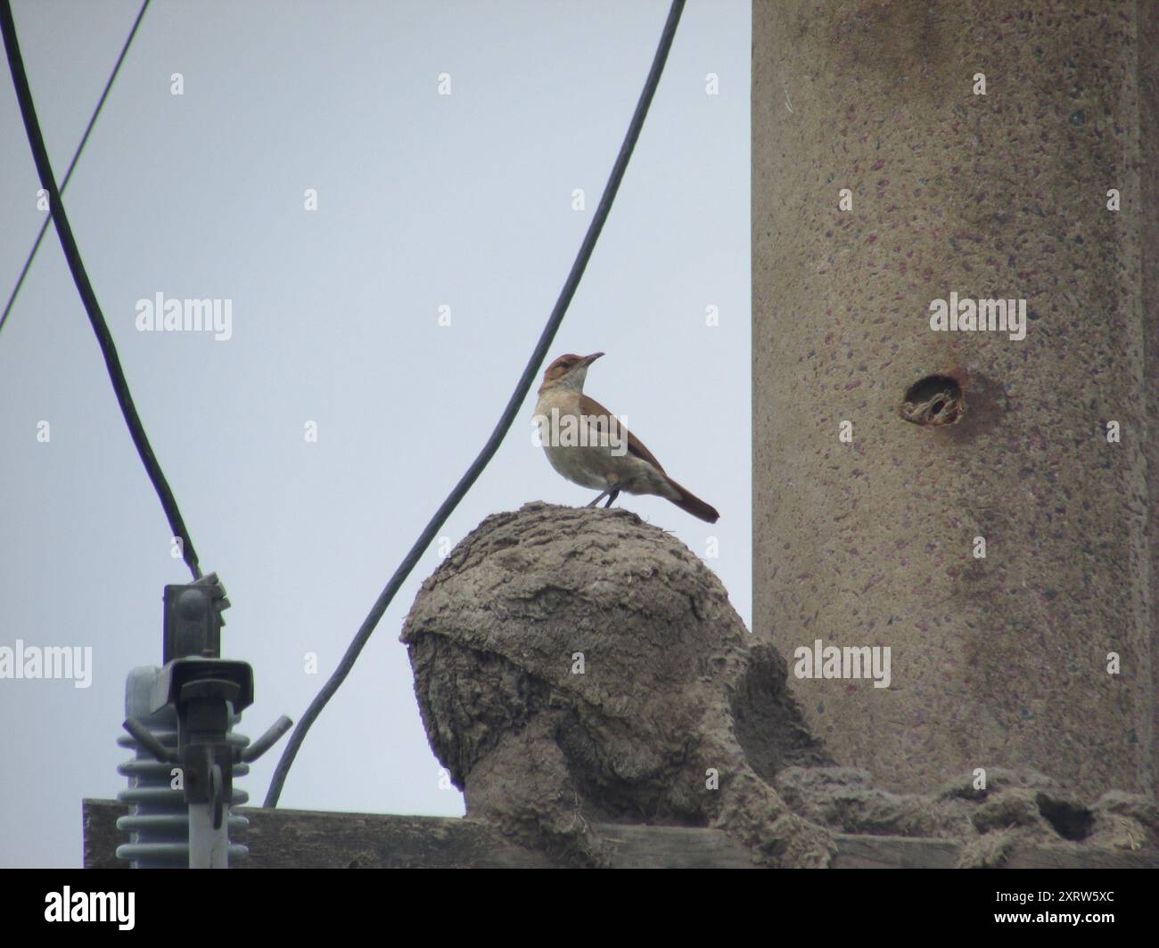 Rufous Hornero (Furnarius rufus) Aves Stock Photo - Alamy