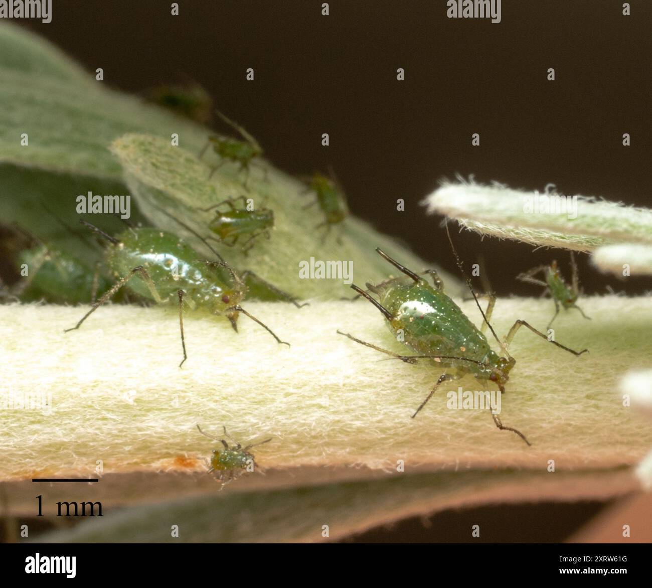 Aphids (Aphididae) Insecta Stock Photo - Alamy